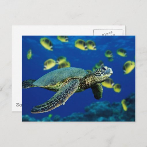 Sea Turtle Postcard | Zazzle