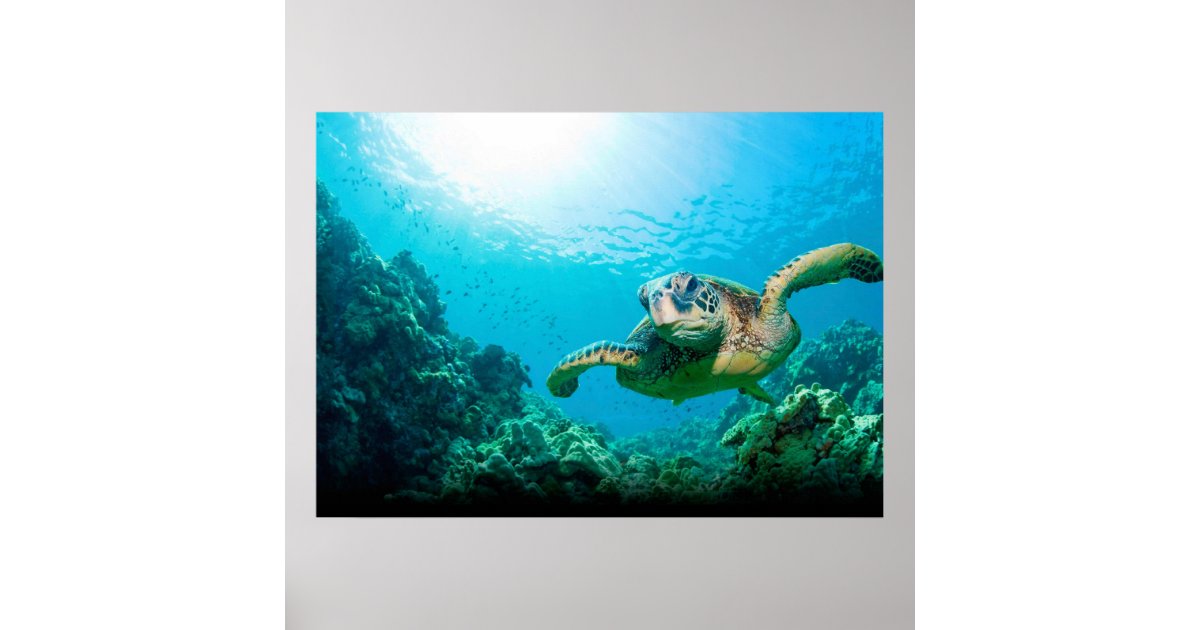 Sea Turtle Poster | Zazzle