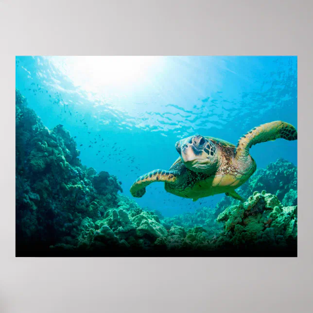 Sea Turtle Poster | Zazzle