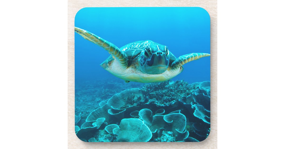 Sea Turtle Set of 6 Coasters | Zazzle