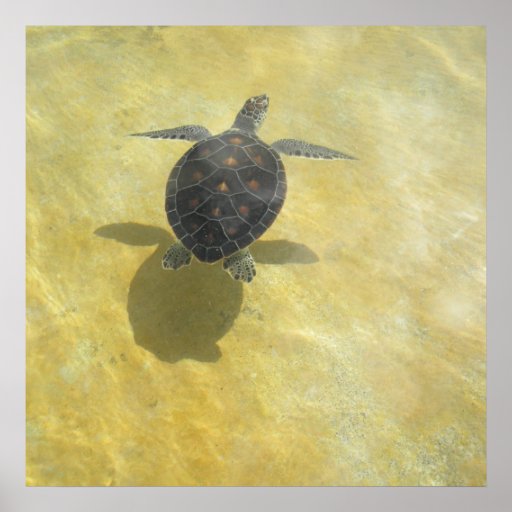 Sea Turtle Shadow Play Print | Zazzle