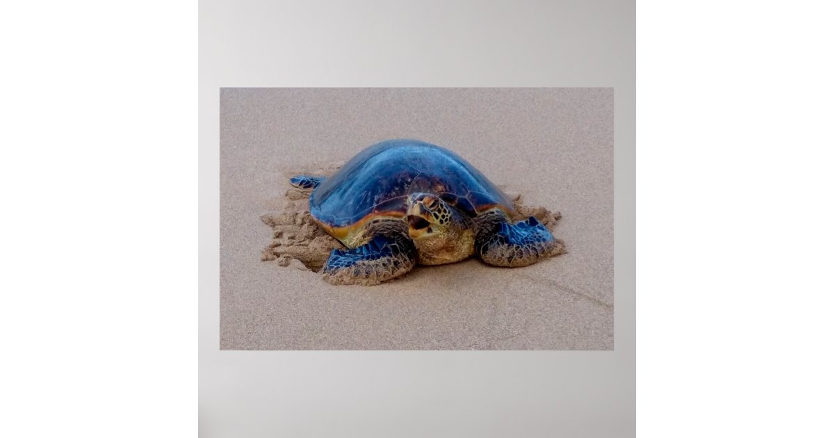 Sea Turtle Yawning Poster | Zazzle