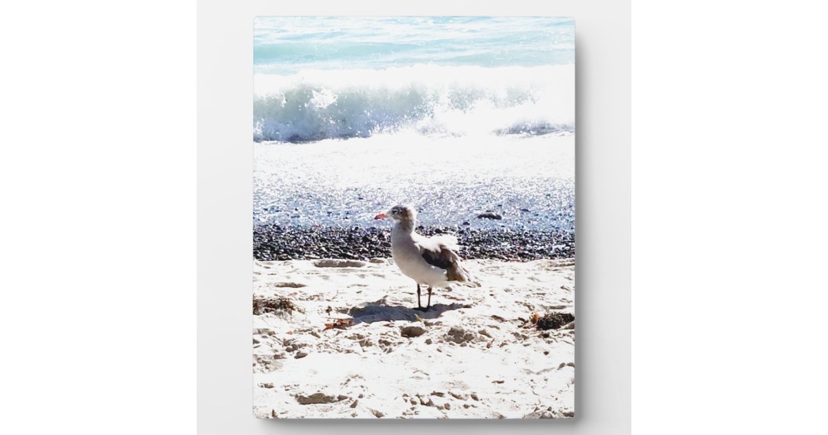 seagull by the ocean on the beach picture plaque | Zazzle