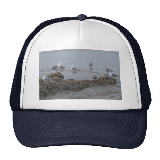 Seagull Hats | Zazzle