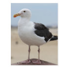 Seagull Postcard | Zazzle.com