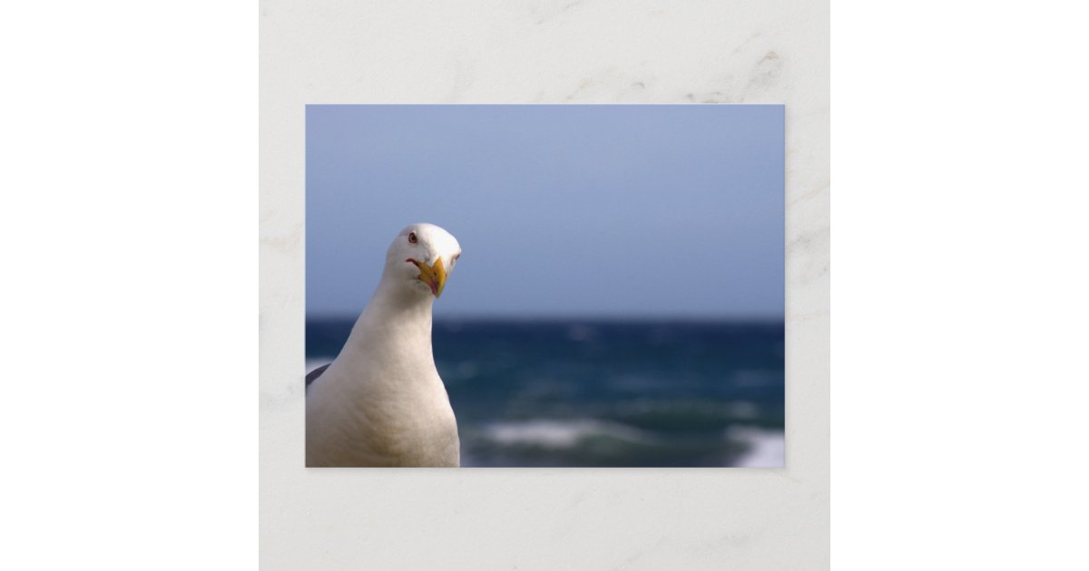 Seagull Postcard | Zazzle
