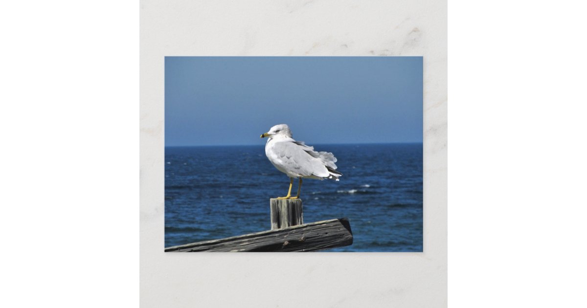 Seagull Postcard | Zazzle