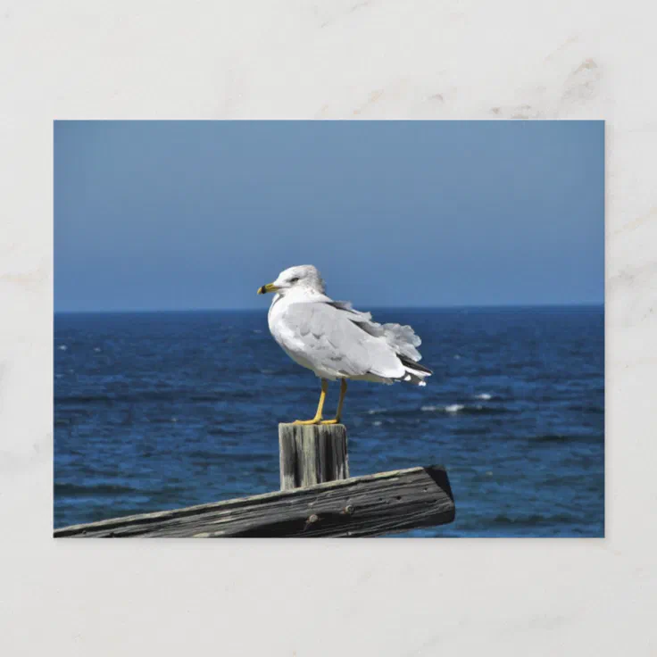 Seagull Postcard | Zazzle