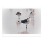 Seagull Postcard | Zazzle.com