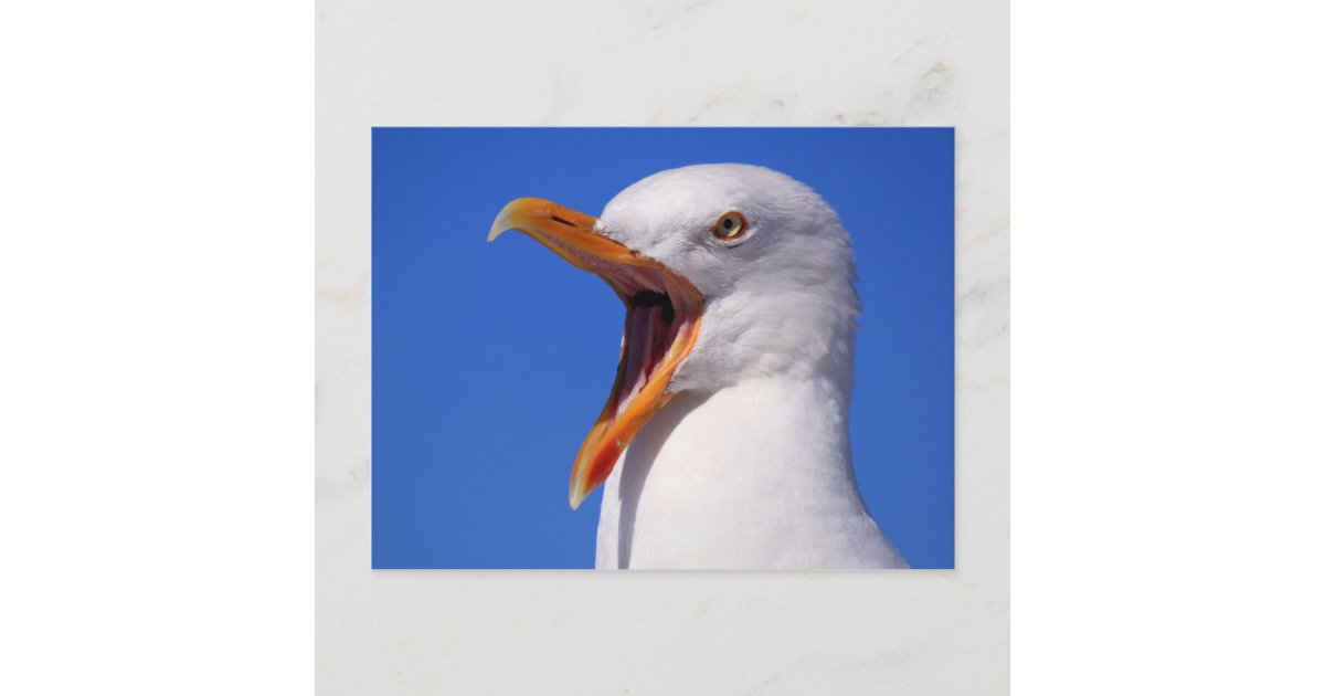 Seagull Postcard | Zazzle