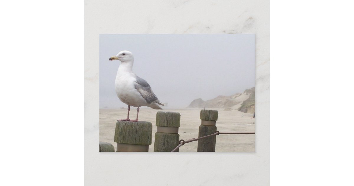 Seagull Postcard | Zazzle
