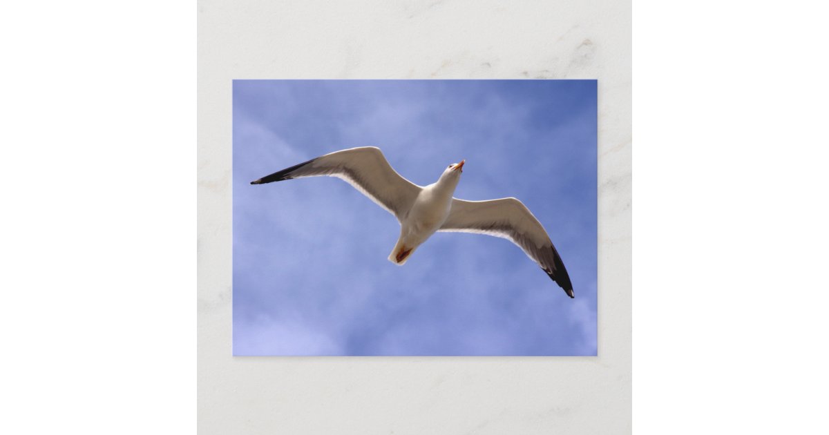 Seagull Postcard | Zazzle