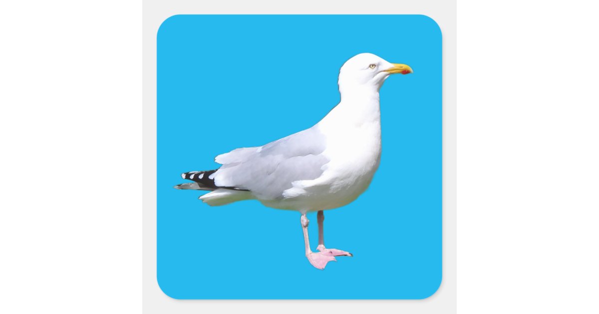 Seagull Standing Square Sticker | Zazzle