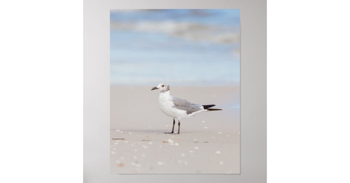Seagull with Blue Sea and Seashells Poster | Zazzle