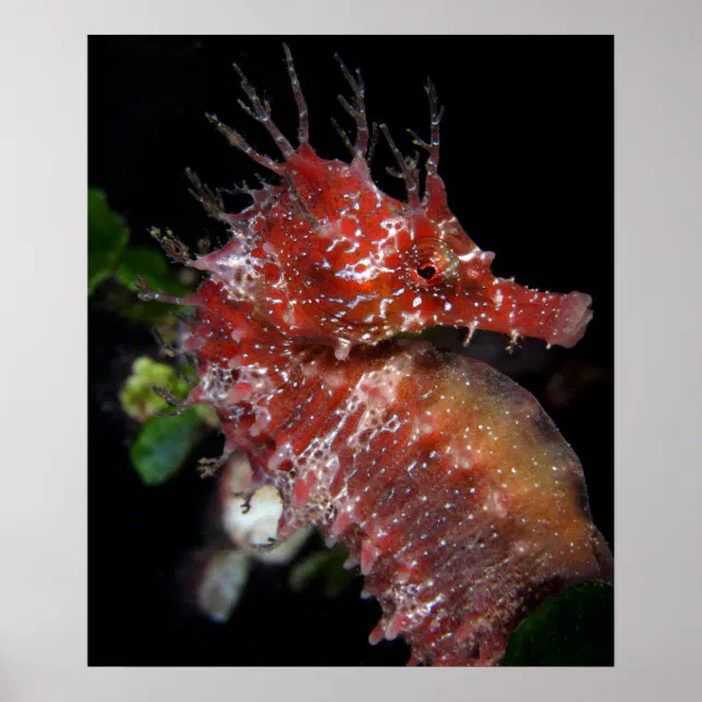 Seahorse | Pony Female Begur Poster | Zazzle