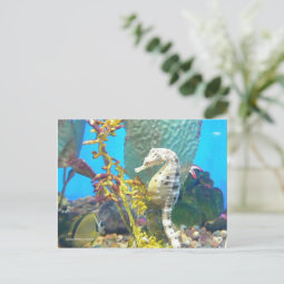 Seahorse Postcard | Zazzle