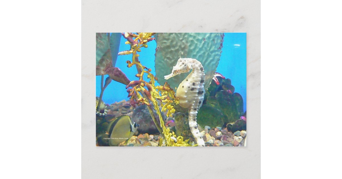 Seahorse Postcard | Zazzle
