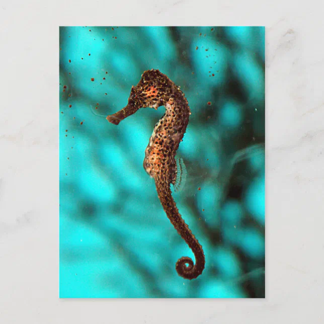 Seahorse Postcard | Zazzle