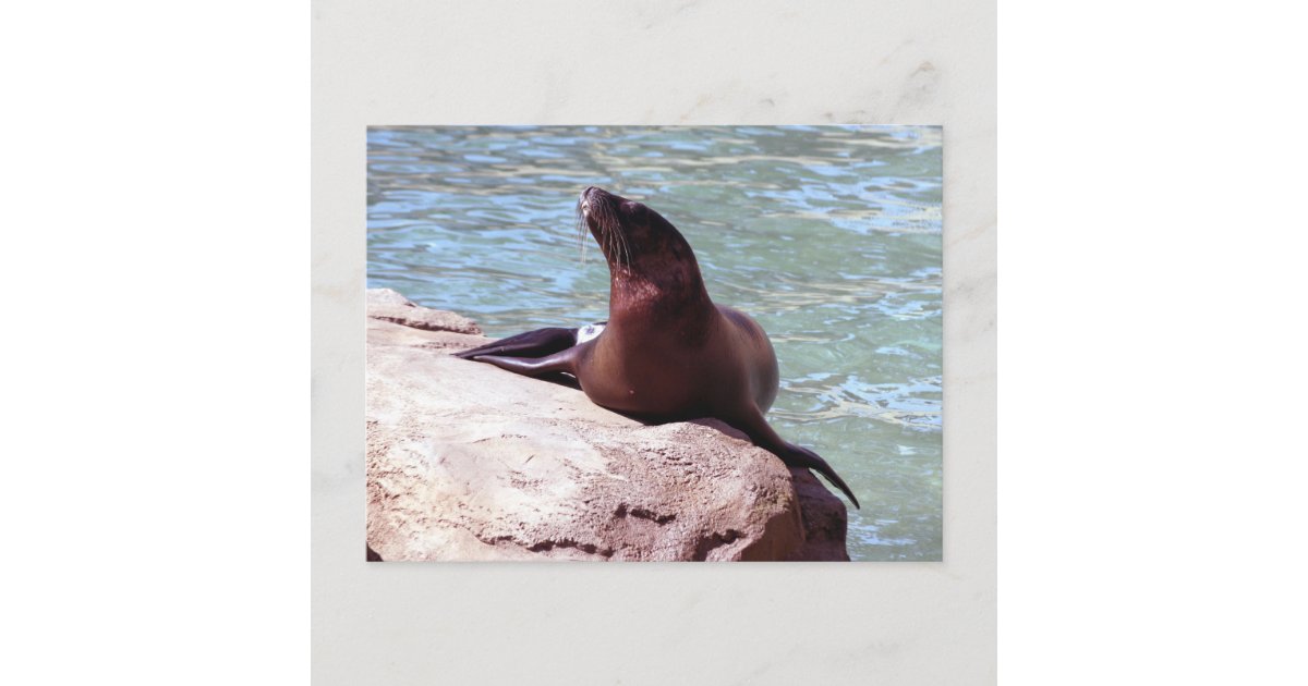 Seal Postcard | Zazzle