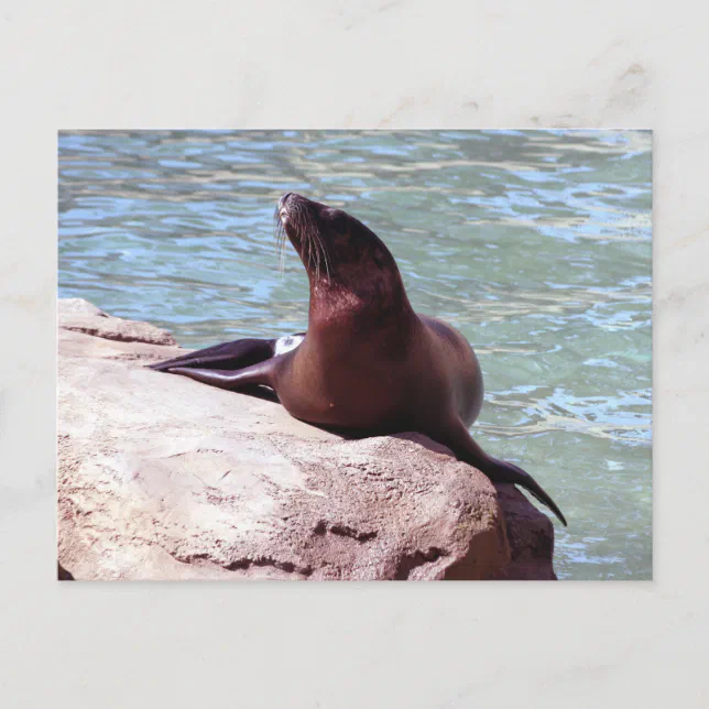 Seal Postcard | Zazzle