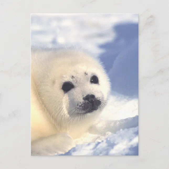 Seal Pup Face Postcard | Zazzle