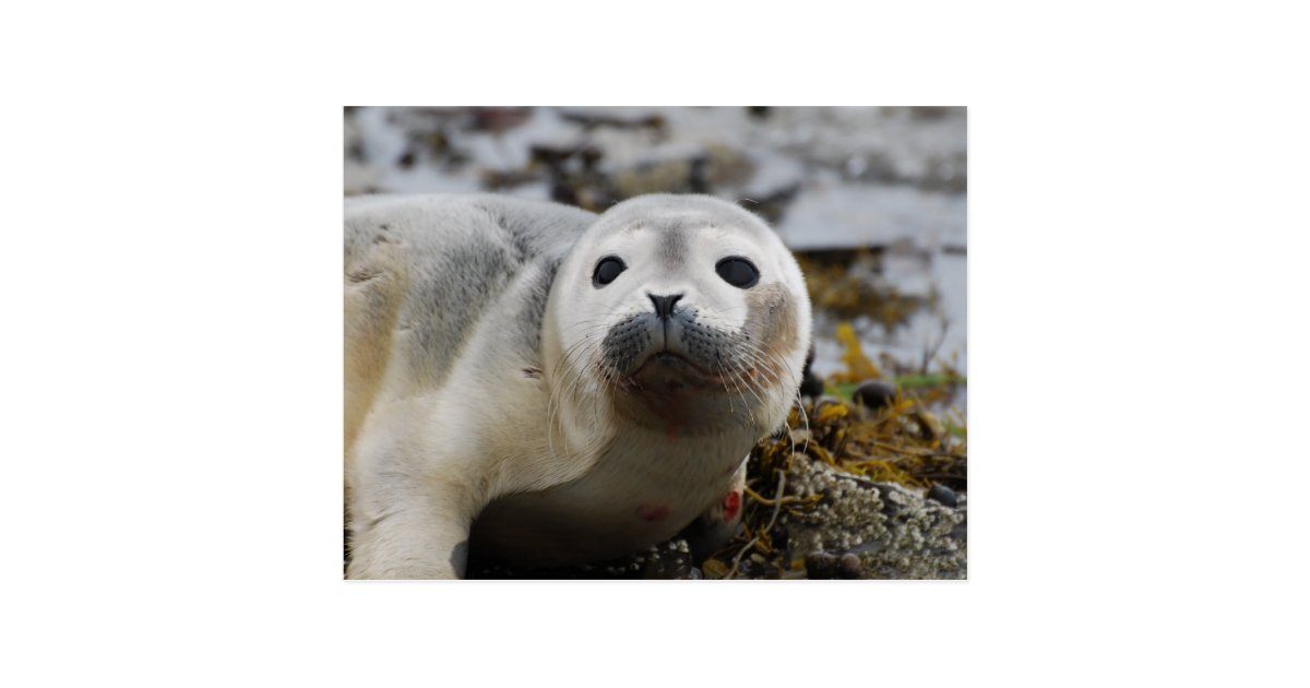 Seal Pup Postcard | Zazzle.com