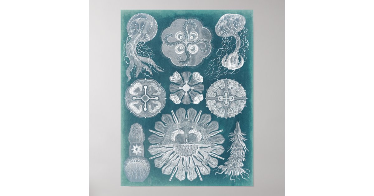 Sealife Blueprint IV Poster | Zazzle