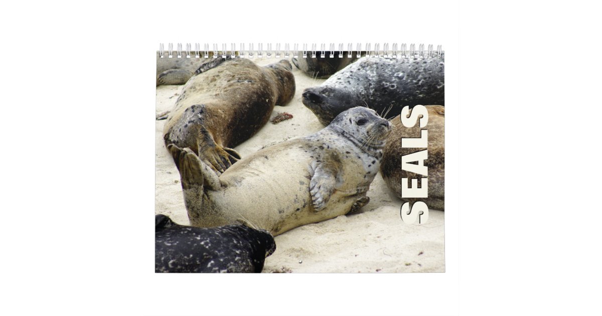 Seals Wall Calendar | Zazzle