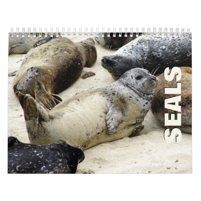 Seals Wall Calendar | Zazzle.com