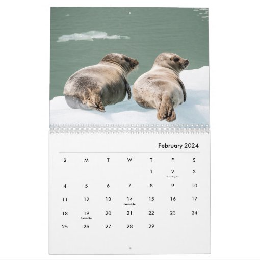 Seals Wall Calendar | Zazzle