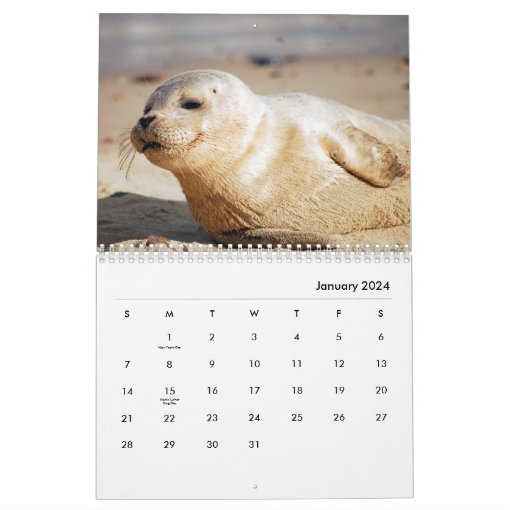 Seals Wall Calendar | Zazzle