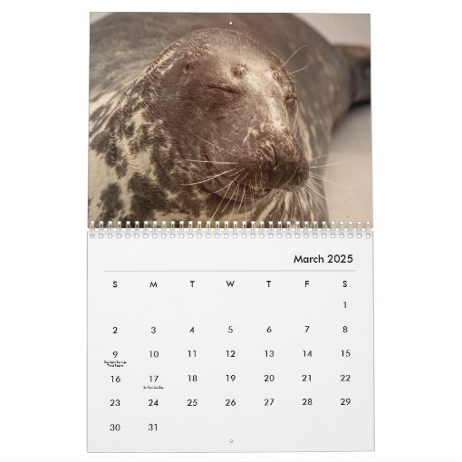 Seals Wall Calendar | Zazzle
