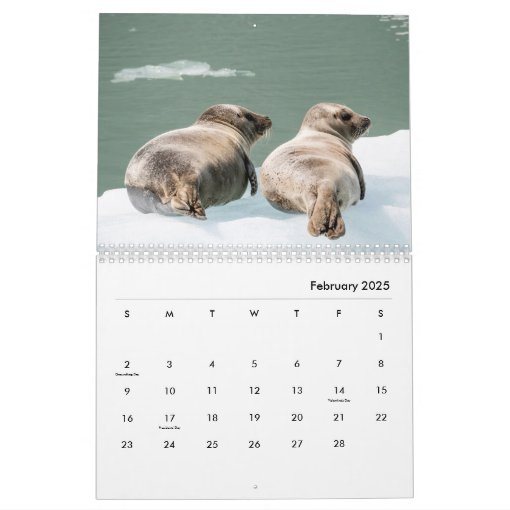 Seals Wall Calendar | Zazzle