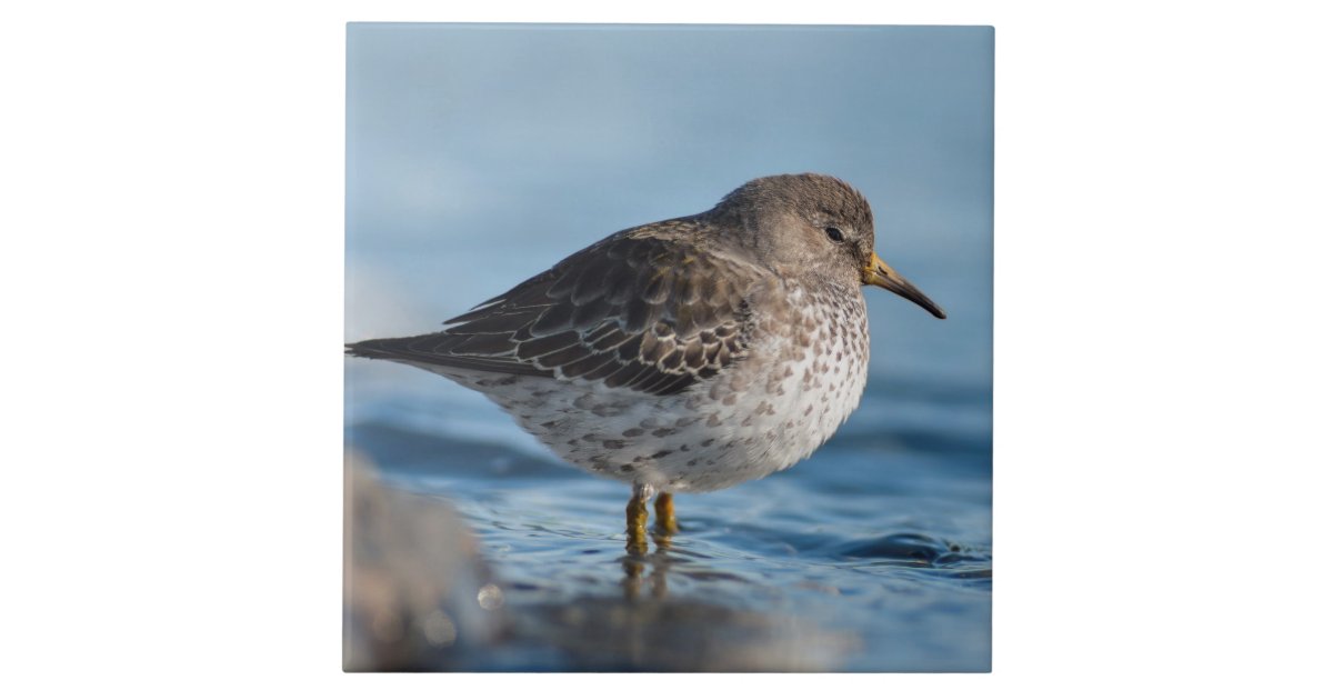 Searching Rock Sandpiper Ceramic Tile | Zazzle