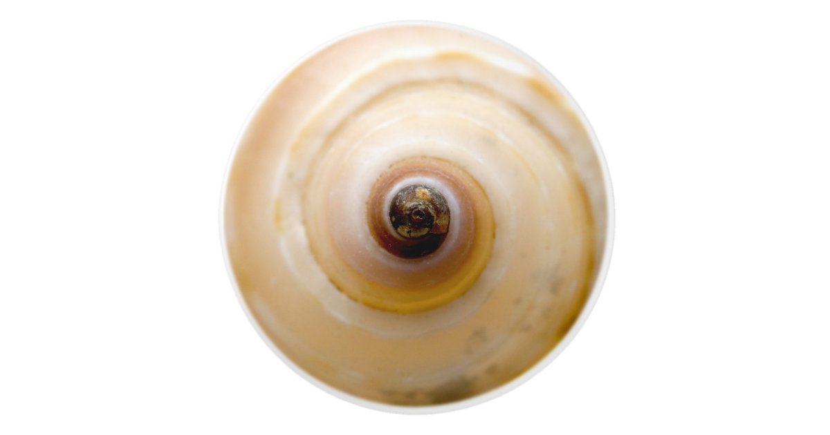 Seashell Ceramic Knob | Zazzle
