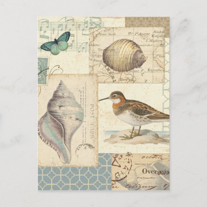 Seashell Collage Postcard | Zazzle.com