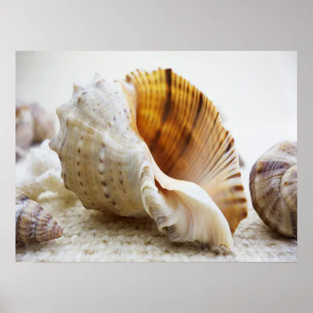 Seashell, Nautical, Beach, Summer, Custom Poster | Zazzle