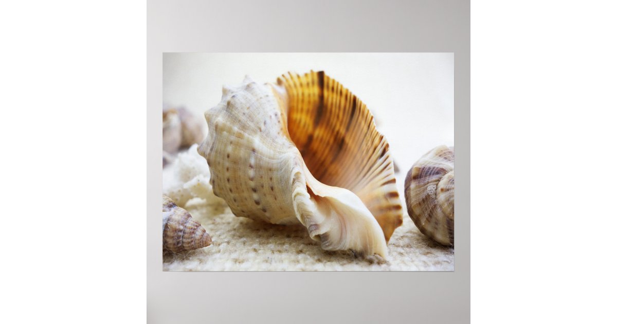 Seashell, Nautical, Beach, Summer, Custom Poster | Zazzle
