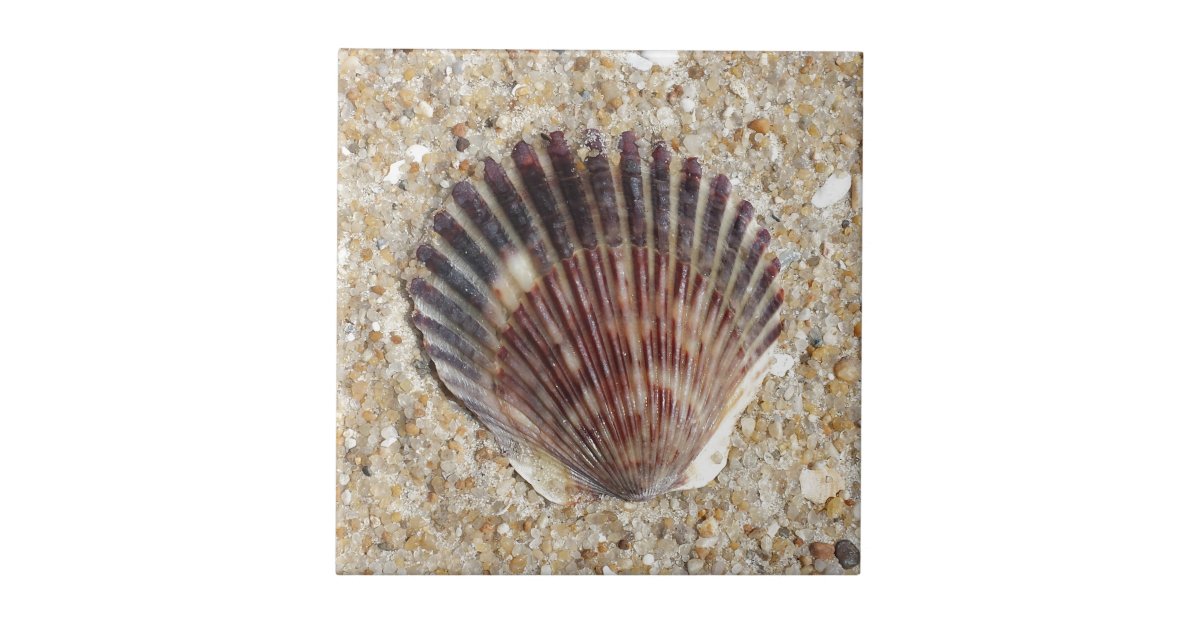 Seashell On Sand Ceramic Tile | Zazzle