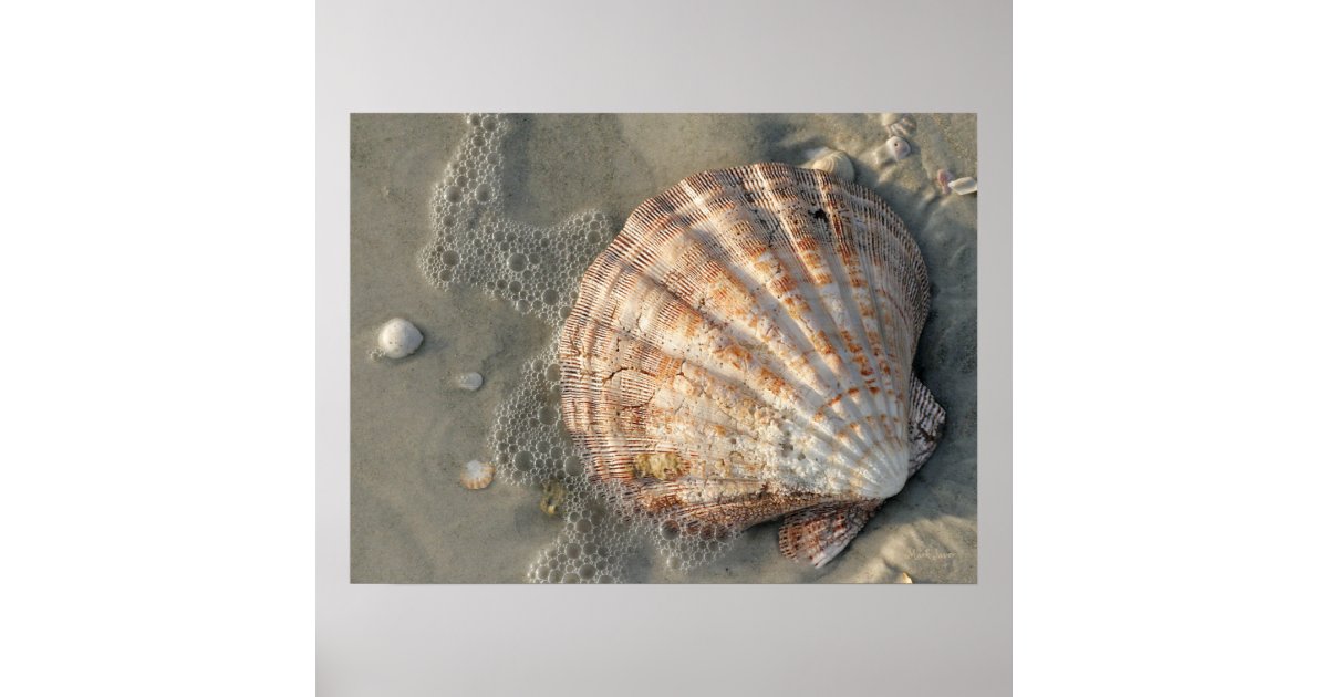 Seashell On The Beach Poster | Zazzle