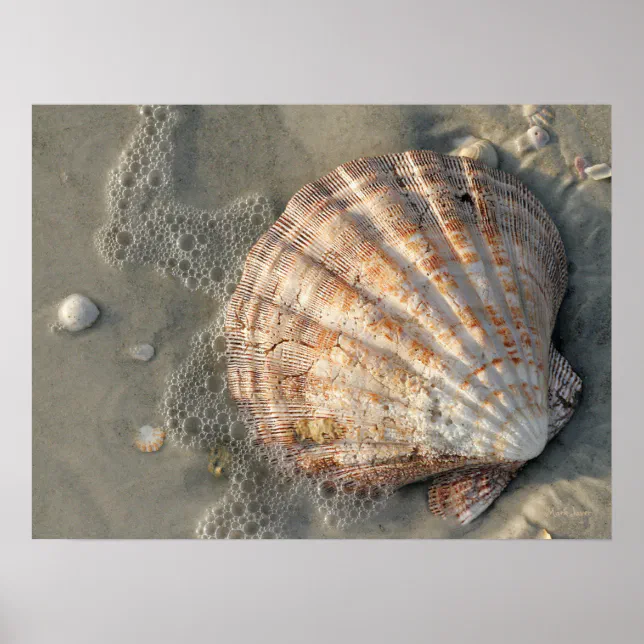 Seashell On The Beach Poster | Zazzle