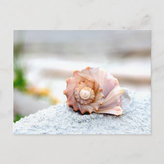 Seashell Postcard | Zazzle