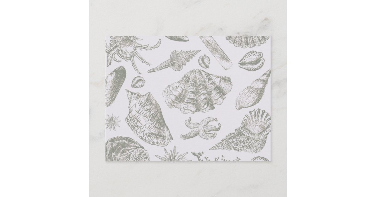 Seashell Soft Antique Art Beach Shells Postcard | Zazzle