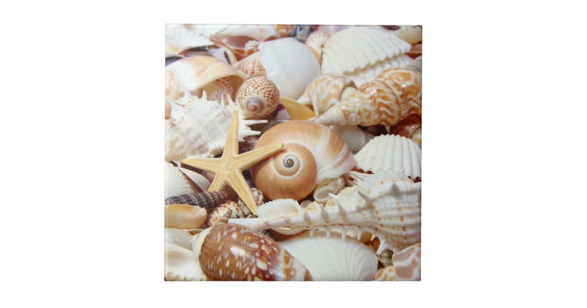 Seashells Ceramic Tile | Zazzle