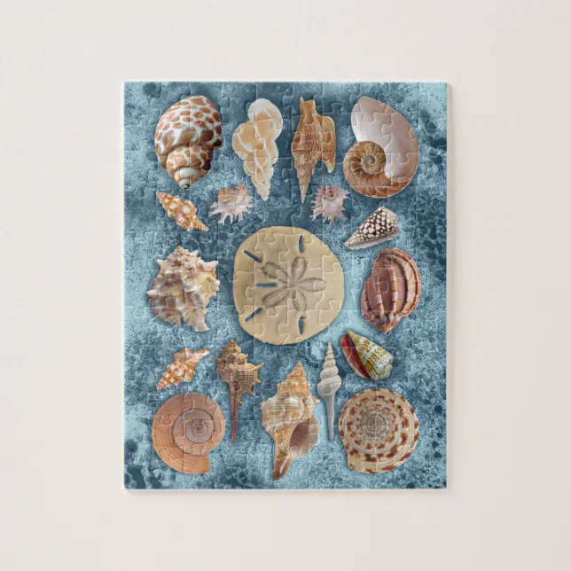 Seashells collection jigsaw puzzle | Zazzle