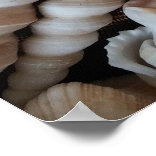 Seashells Collection, Poster, Nature, Summer Beach Poster | Zazzle