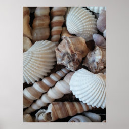 Seashells Collection, Poster, Nature, Summer Beach Poster | Zazzle