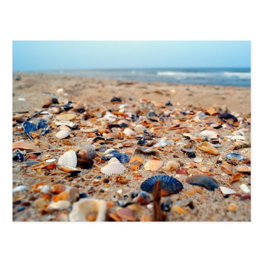 Seashells on the Beach Post Card | Zazzle.com