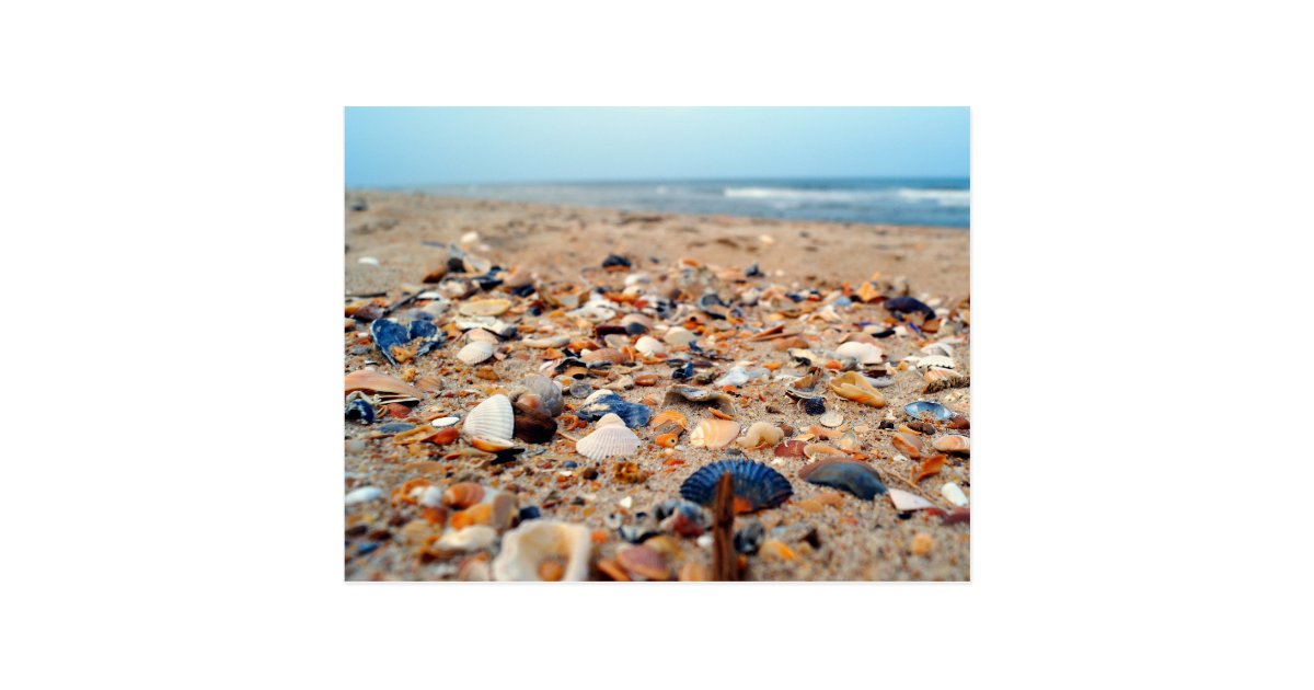 Seashells on the Beach Post Card | Zazzle.com