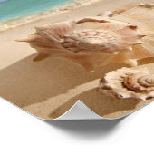Seashells on the beach poster | Zazzle